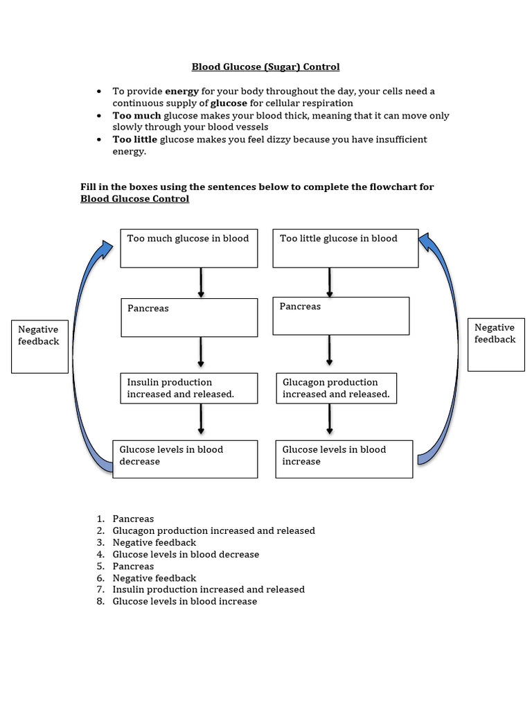 Blood Glucose Homeostasis Flowchart | PDF