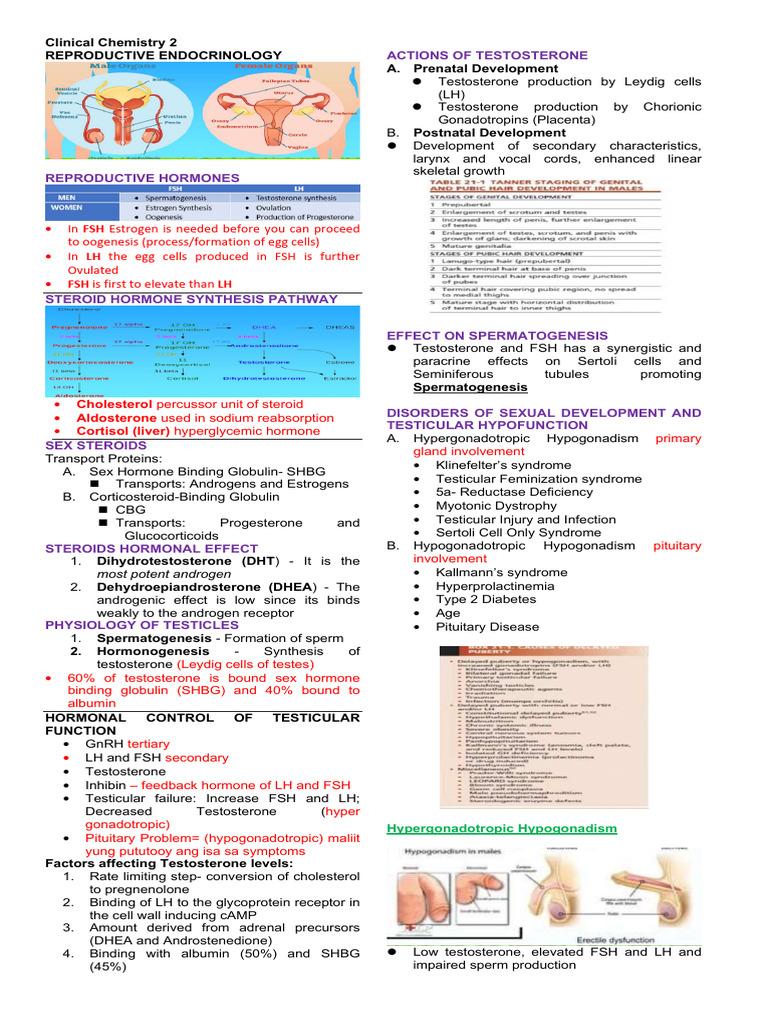 Endocrine | PDF | Luteinizing Hormone | Menstrual Cycle