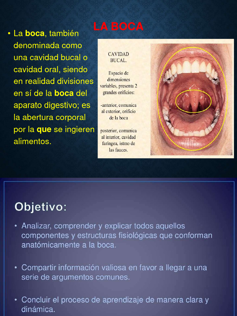 S1 Anatomia Fisiologica de La Cavidad Oral | PDF | Salud y bienestar ...