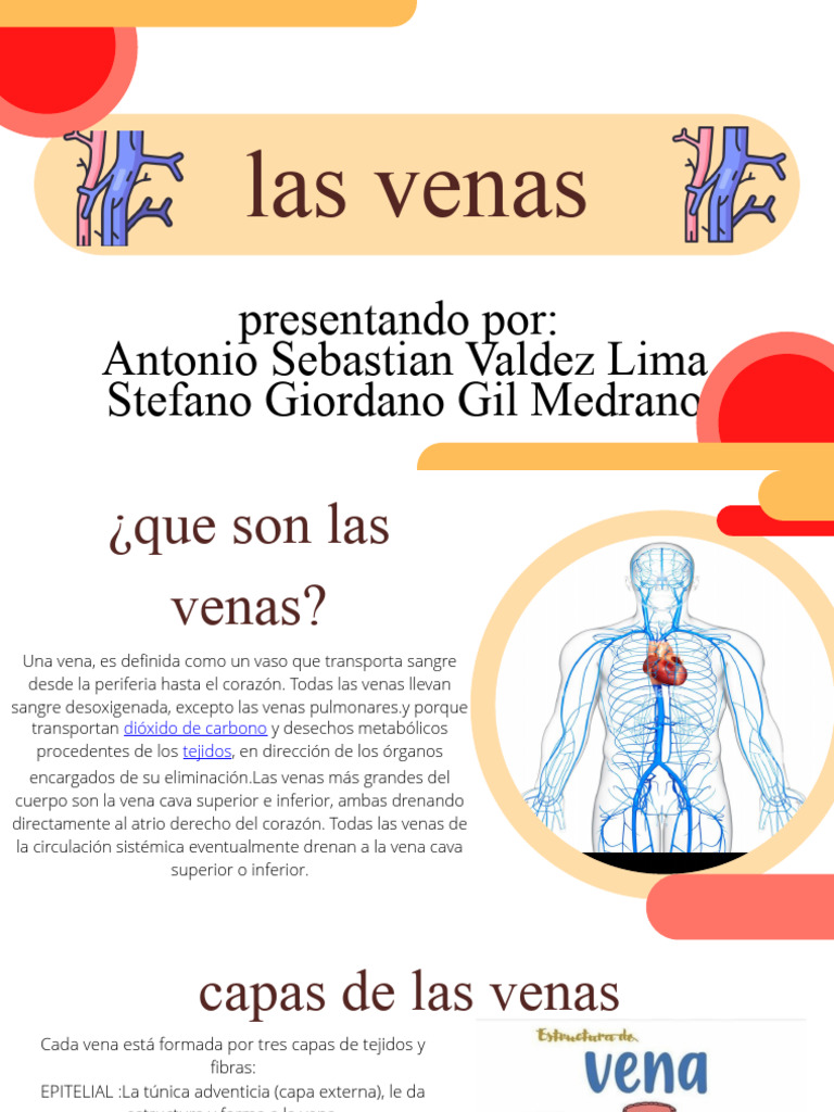 Las Venas | PDF | Vena | Capilar