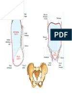 Differences Between Male and Female Pelvis | PDF | Pelvis | Skeletal System