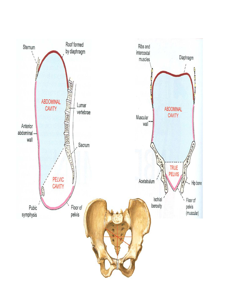 Pelvis Pdf Pelvis Musculoskeletal System