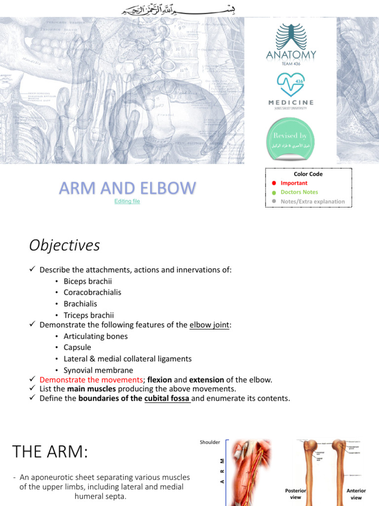 11-Arm and Elbow | PDF | Elbow | Arm