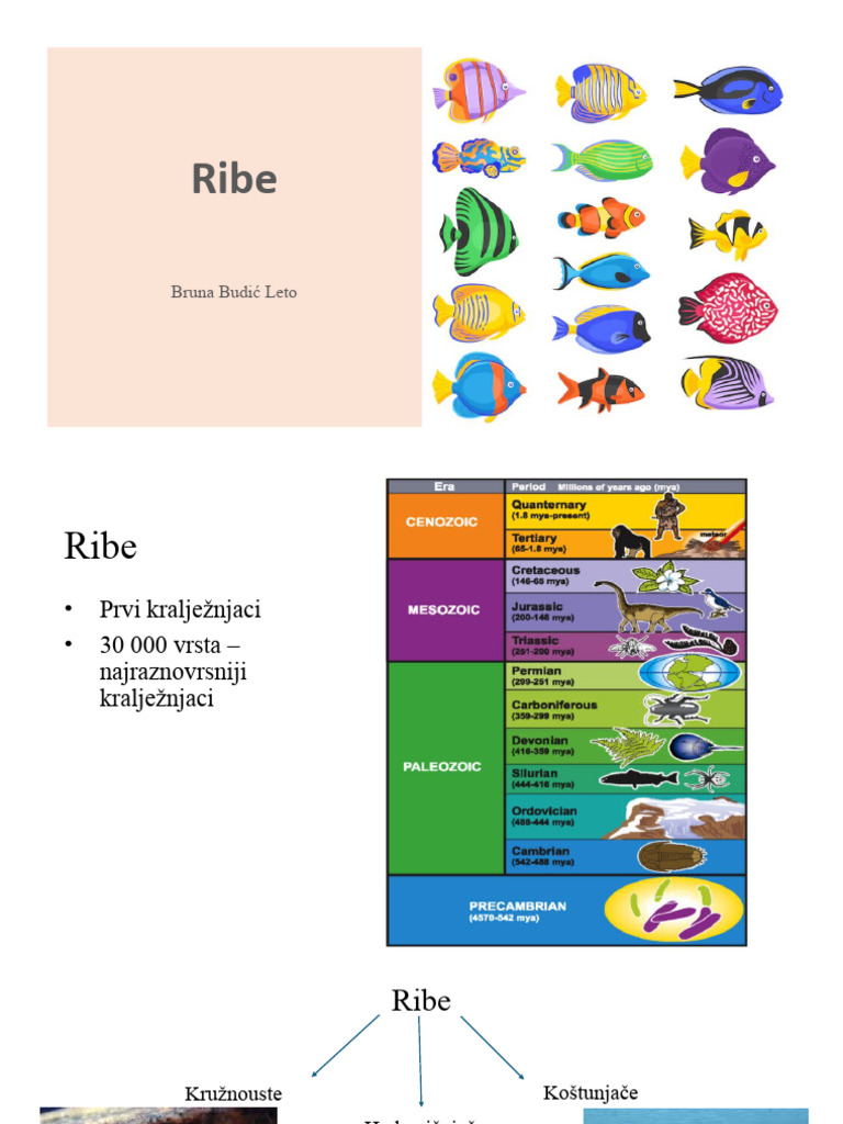 Ribe - Prezentacija | PDF