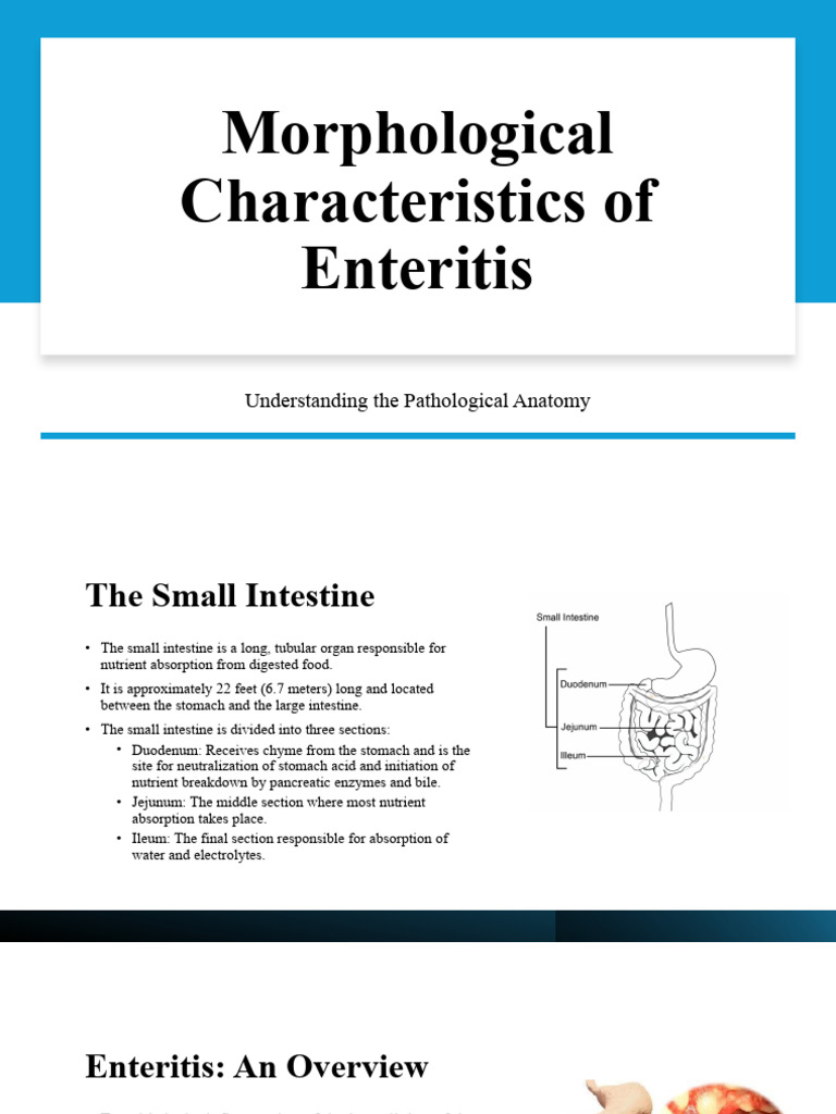 Enteritis | PDF | Small Intestine | Gastrointestinal Tract
