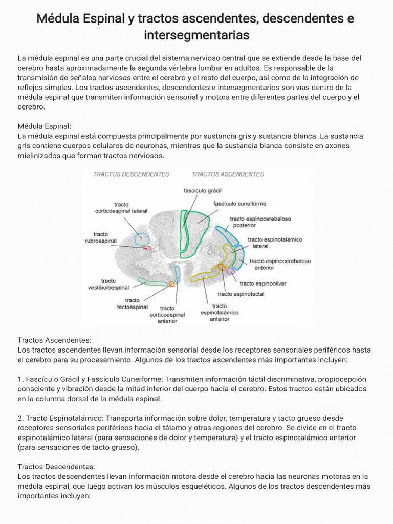Médula Espinal y Tractos Ascendentes, Descendentes e Intersegmentarias ...