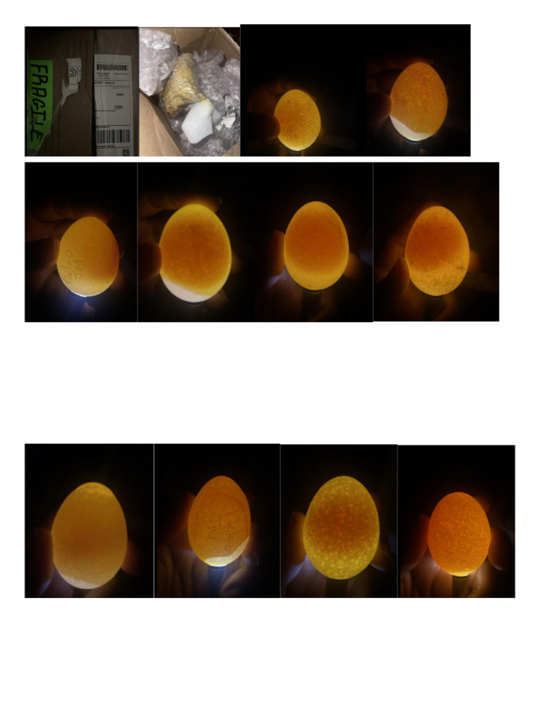 Eggs Kelsos Non Fertile JMorrison | PDF