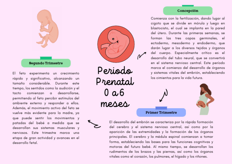 Periodo Prenatal 0 A 6 Meses - 2 | PDF | Embrión | Feto