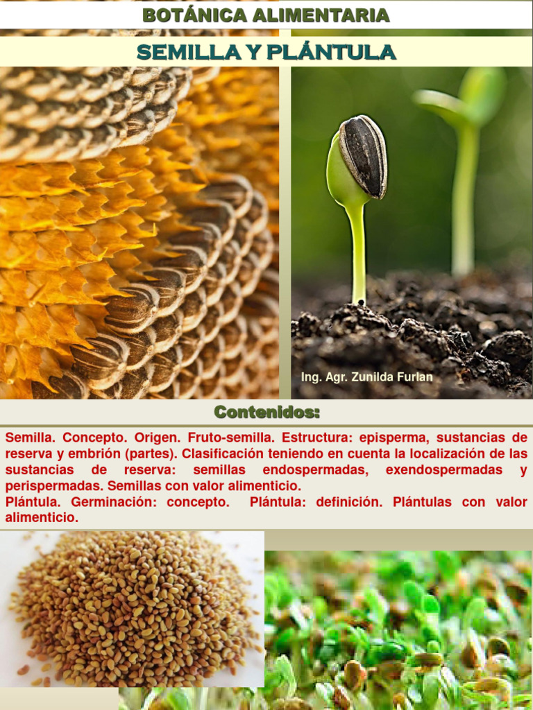Estructura y Germinación de Semillas | PDF | Germinación | Semilla
