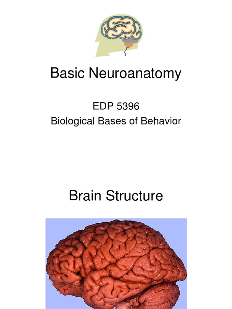 Neuroanatomy: Brain Structure Overview | PDF | Wellness