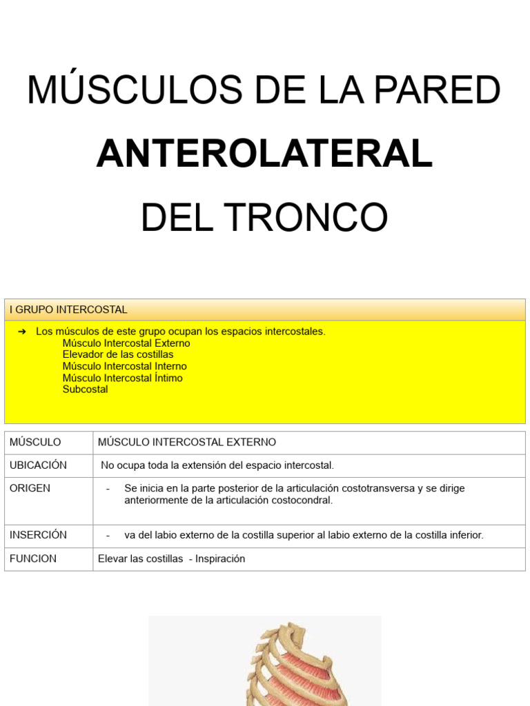 4 Músculos de La Pared Anterolateral Del Tronco | PDF | Tórax | Sistema ...