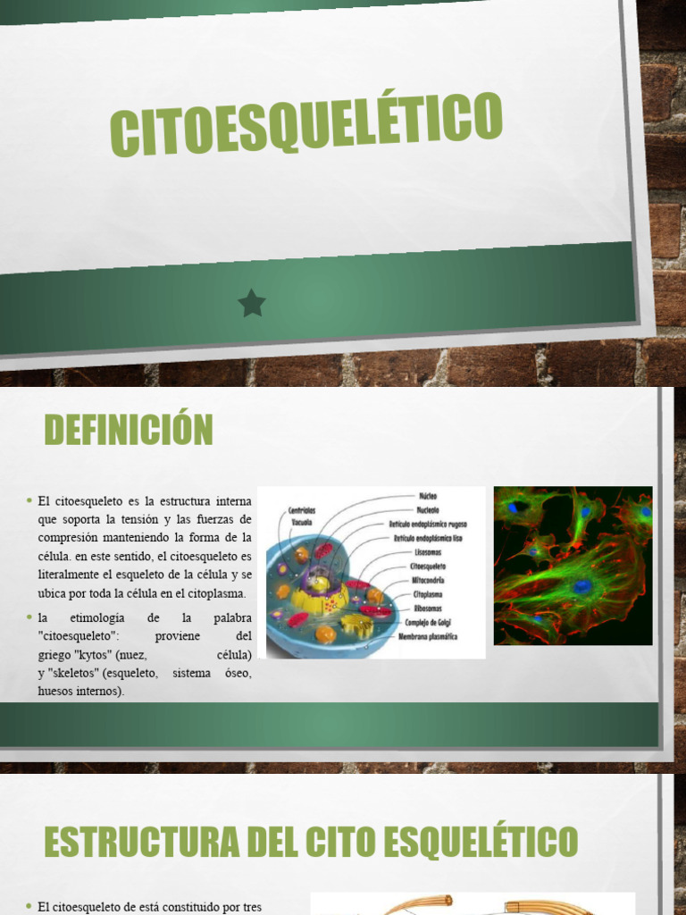 Estructura y Función del Citoesqueleto | PDF | Microtúbulos | Citoesqueleto