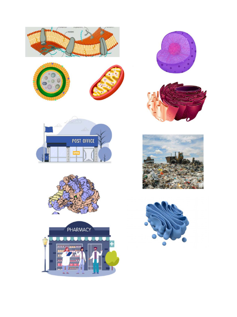 Cell City PDF | PDF