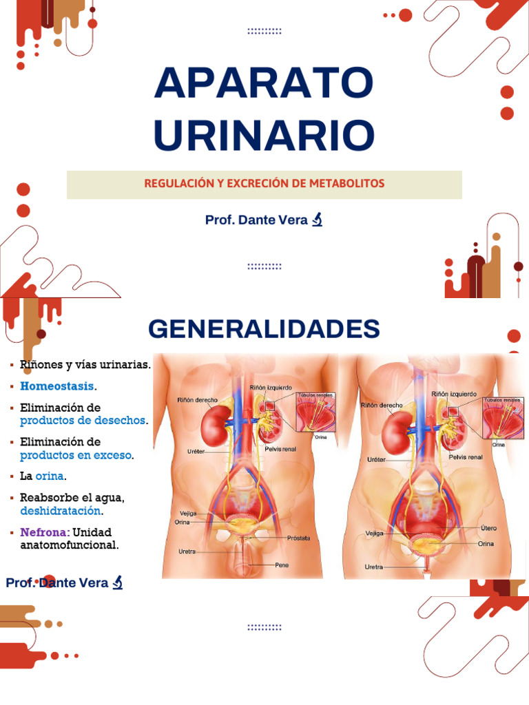 Aparato Urinario | PDF | Riñón | Sistema urinario
