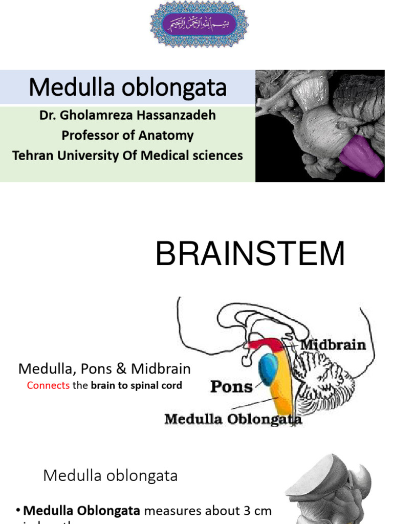 Medulla Oblongatapdf | PDF | Spinal Cord | Cerebellum