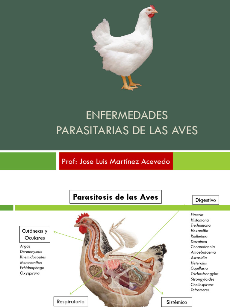 Enfermedades - Parasitarias - de - Las - Aves 2024 | PDF | Diarrea | Aves