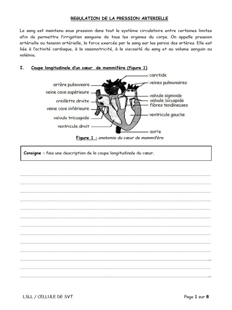 Cours Régulation de La Pression Artérielle TL2 - Cours Élève | PDF