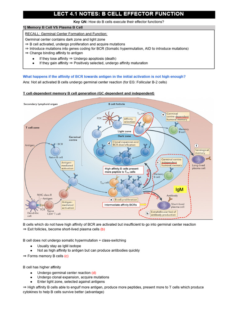 Lect 4 Notes - B Cell Effector Function & T Cell Development | PDF | B ...