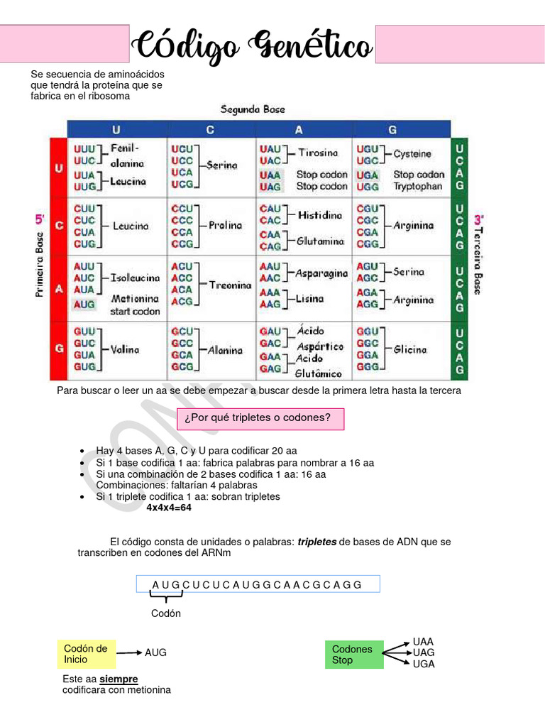 Codigo Genetico | PDF