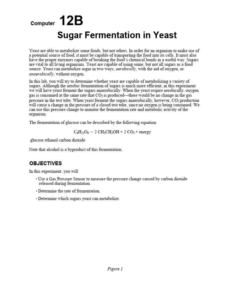 Sugar - Fermentation Yeast Lab | PDF | Fermentation | Cellular Respiration