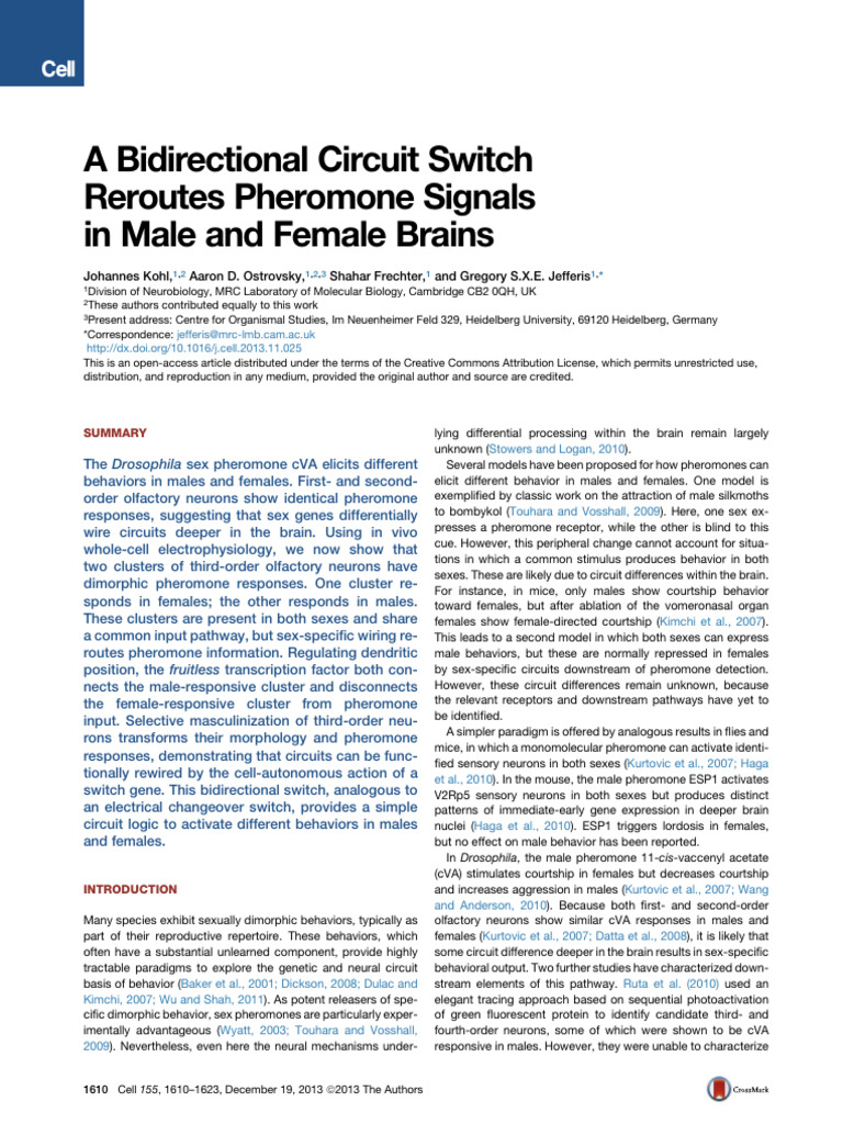 Kohl Et Al 2013 | PDF | Neuron | Dendrite