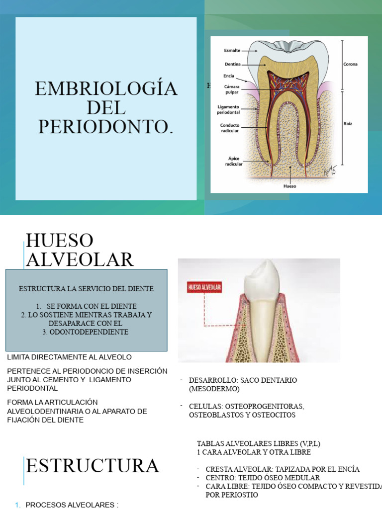 PERIODONTO | PDF | Anatomía | Morfología (biología)