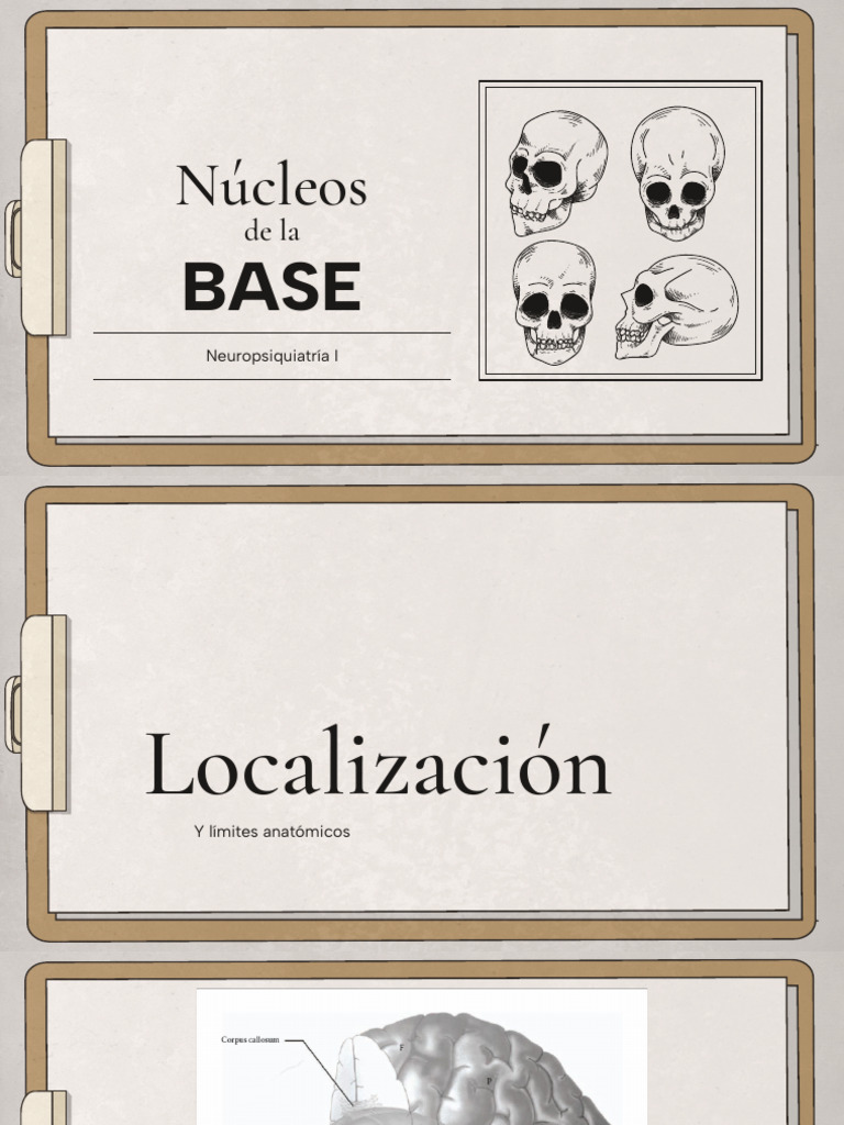 Núcleos de la Base del Cerebro | PDF | Neurona | Cerebro