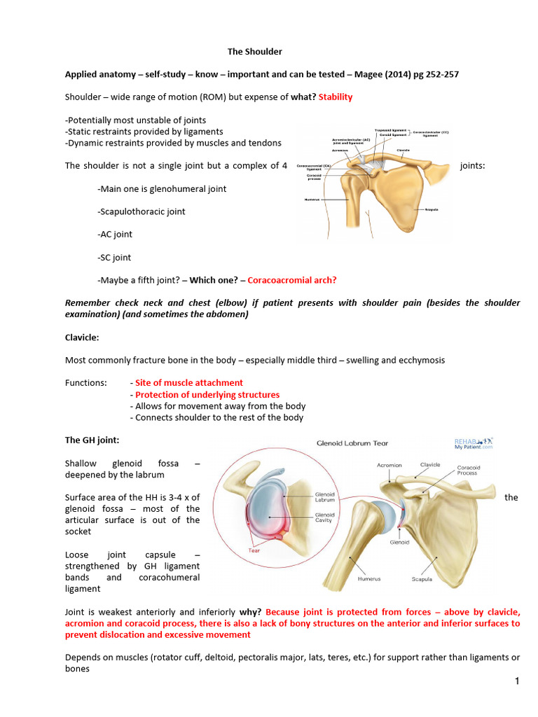 Shoulder Orthopaedic Tests | PDF | Shoulder | Anatomical Terms Of Motion