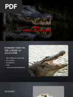 Average Weight of American Alligators | PDF | Pound (Mass) | Crocodile
