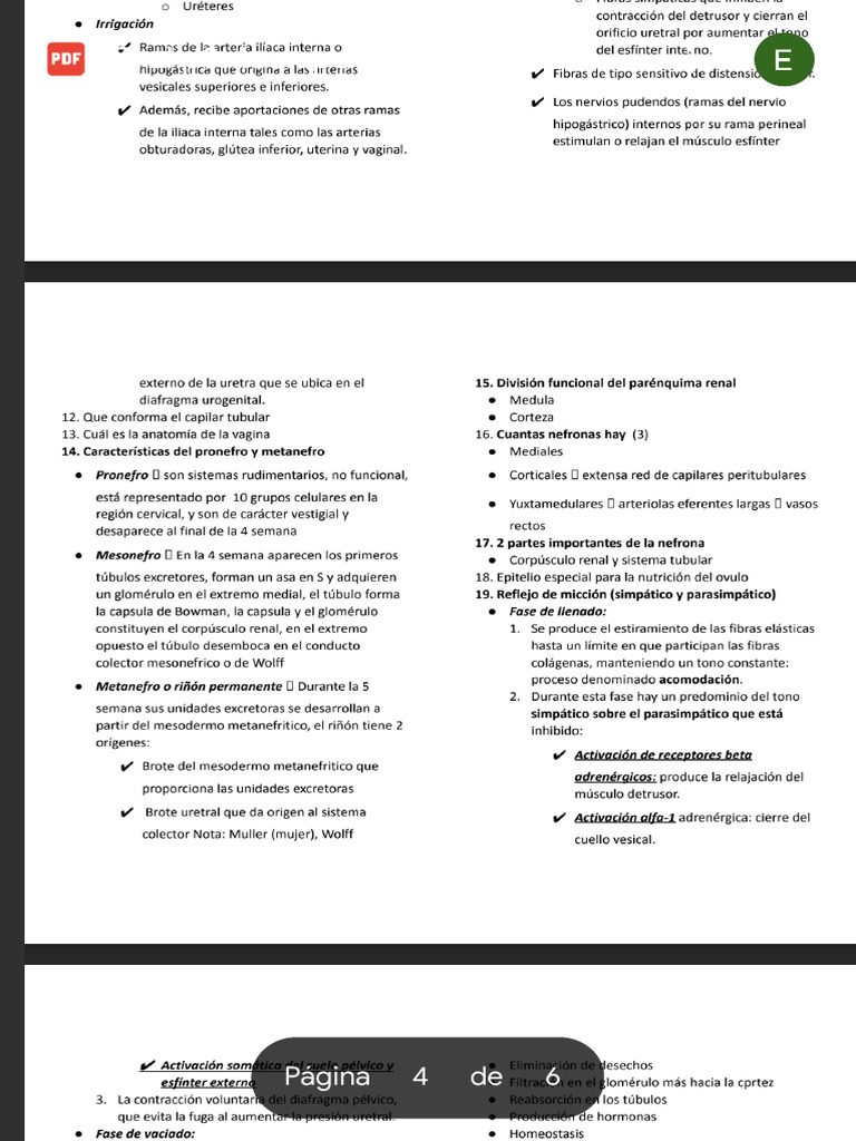 Oral P3.docx - PDF - Google Drive | PDF | Riñón | Vagina