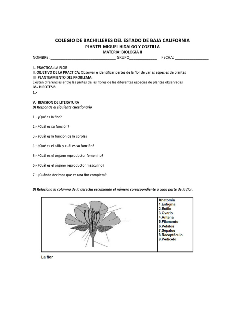 Práctica de Biología: Partes de la Flor | PDF