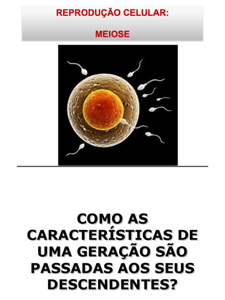 Meiose Pdf Meiose Processos Celulares