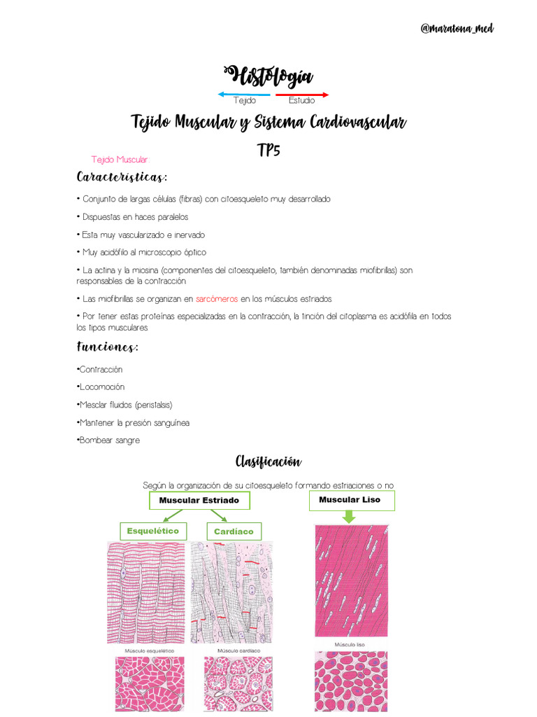 Tp5 Tejido Muscular y Sistema Cardiovascular | PDF | Músculo | Artería