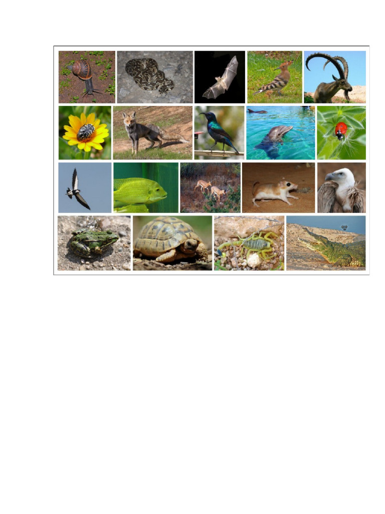 Floraa y Fauna | PDF