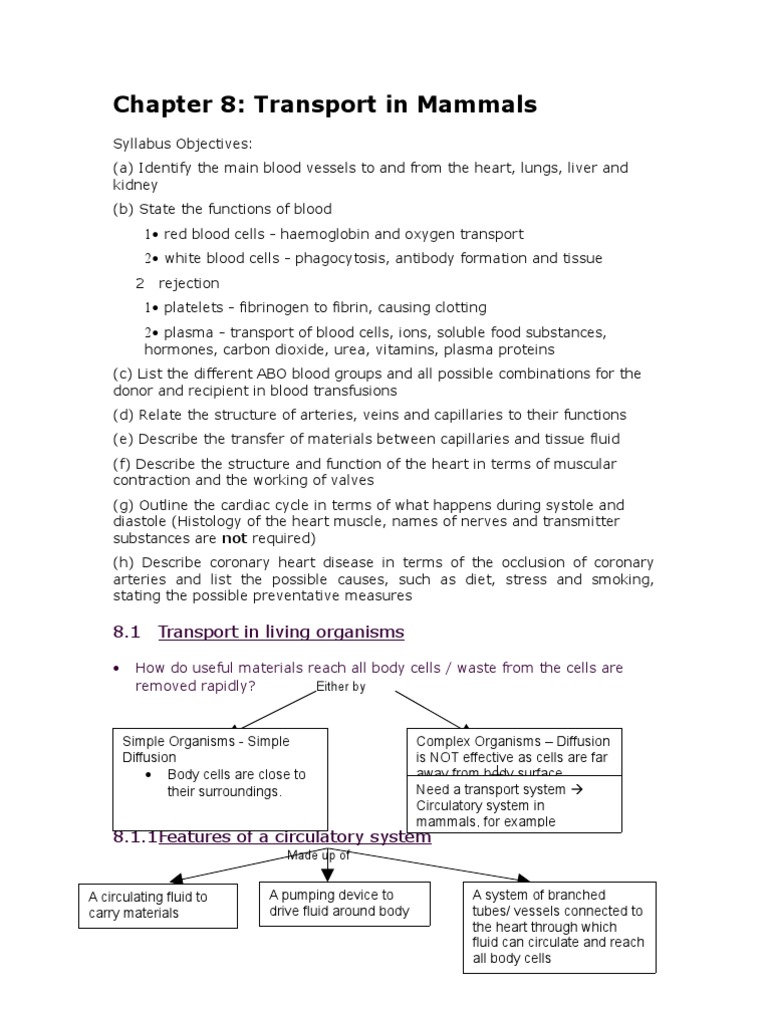 Chapter 8 Transport in Mammals - Lecture Notes | PDF | Artery | Heart