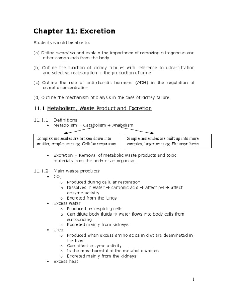 Chapter 11 Excretion - Lecture Notes | PDF | Excretion | Kidney
