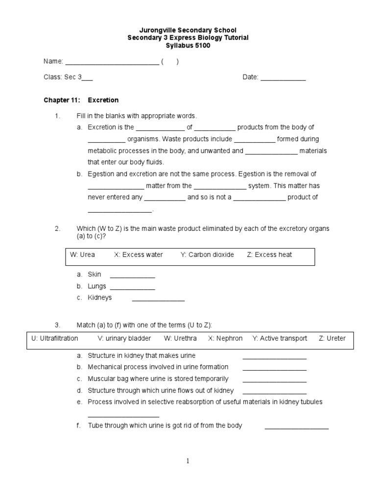 Chapter 11 Excretion - Tutorial Worksheet | PDF