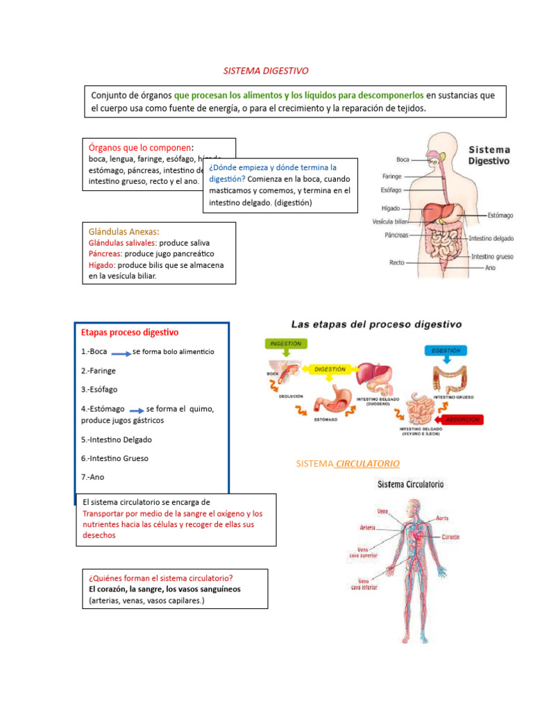 Guía de Sistemas del Cuerpo Humano | PDF | Sistema digestivo humano ...