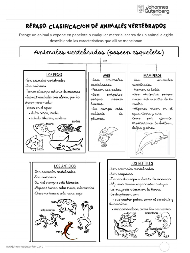 CTA - Ficha de Clasif Anim Vertebrados | PDF