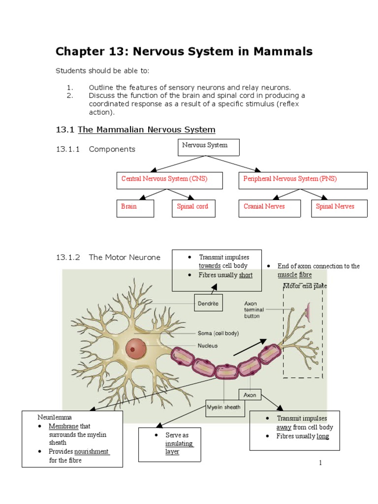 Chapter 13 Nervous System in Mammals - Lecture Notes | PDF | Nervous ...