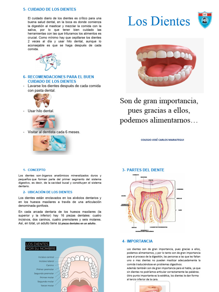 Los Dientes | PDF | Diente | Boca
