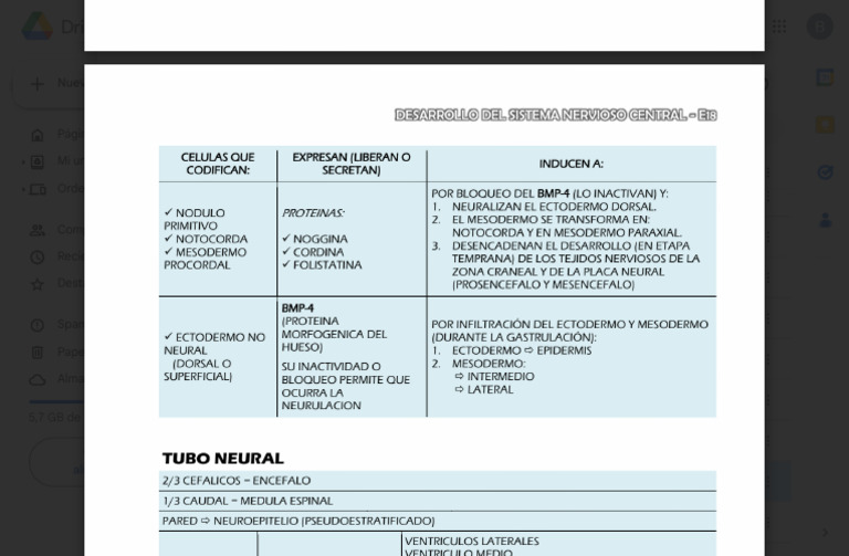 TP Embrio - Google Drive 3 | PDF | Anatomía | Biología del desarrollo
