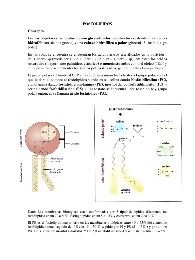 FOSFOLIPIDOS | Descargar gratis PDF | Biosíntesis | Lípido