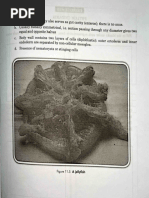Sea Urchin Anatomy and Parts Guide | PDF | Anatomy | Zoology