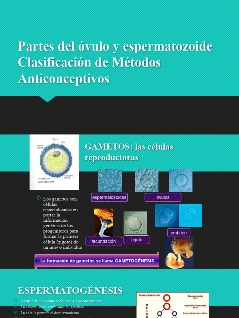 Partes del óvulo y espermatozoide Clasificación de Métodos | PDF ...