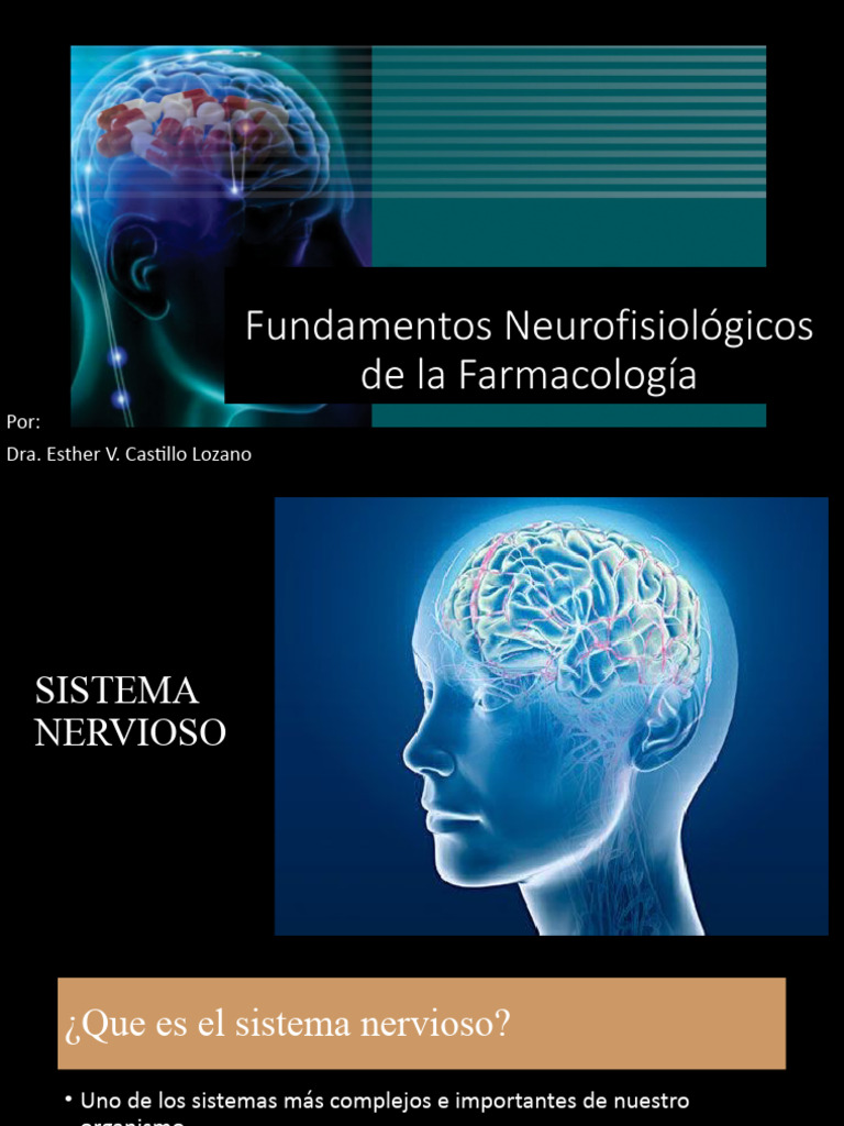 Clase 2 - Sistema Nervioso 2 | PDF | Potencial de acción | Neurona