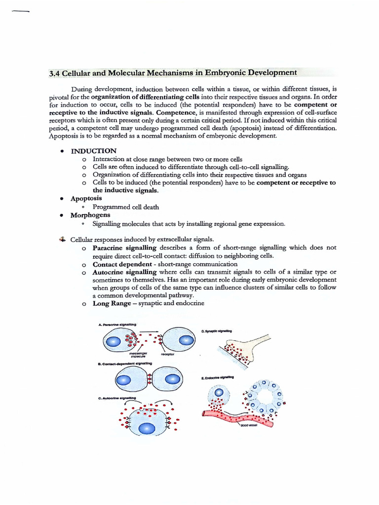 3.4 Cellular and Molecular Mechanisms in Embryonic Development | PDF