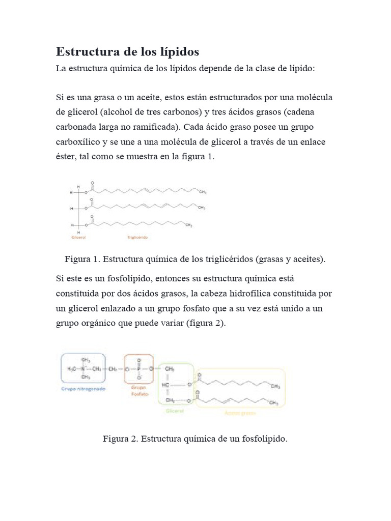 Estructura de Los Lípidos | PDF