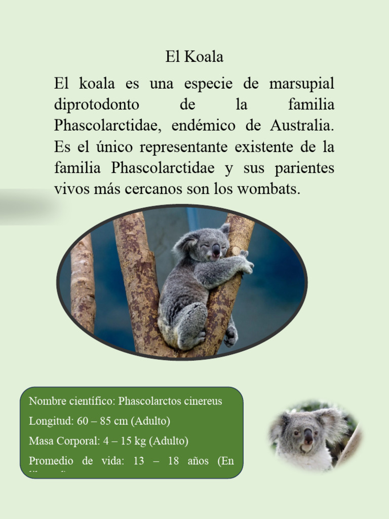 El Koala | PDF