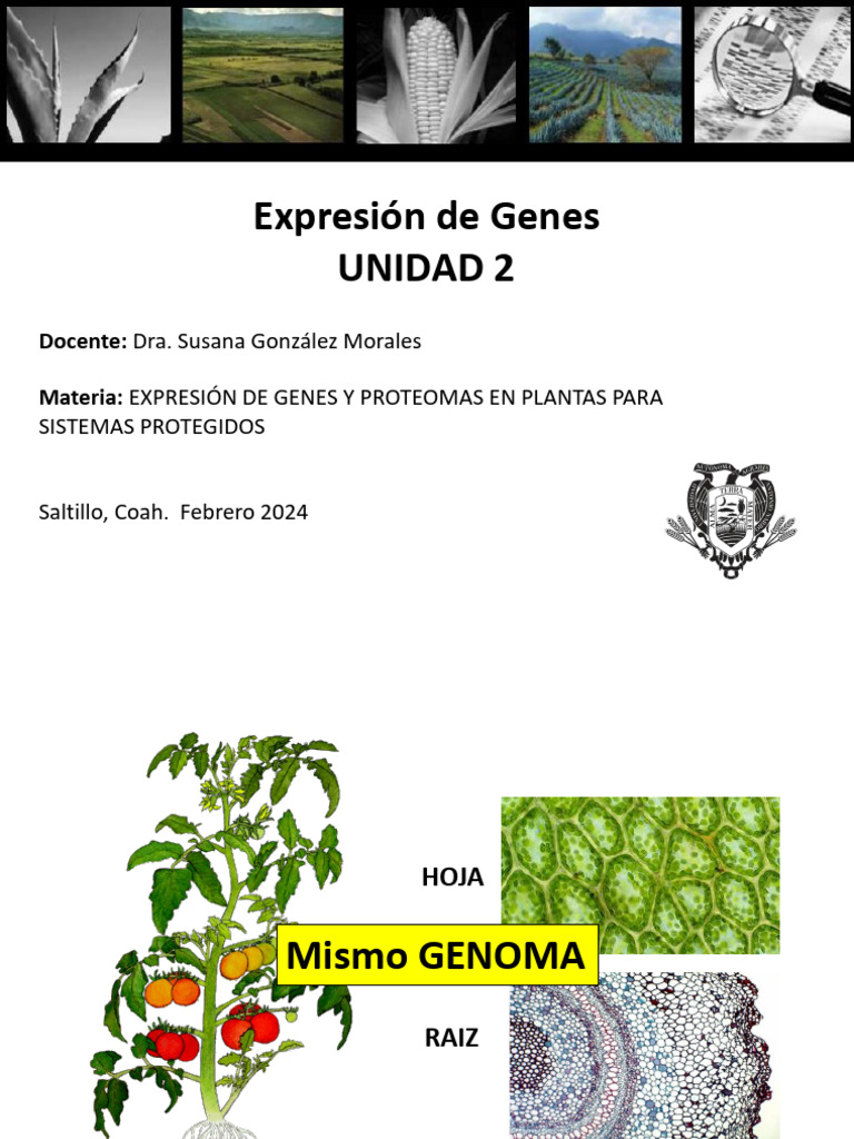 Presentación UNIDAD 2 Expresión de genes | PDF | Interferencia de ARN ...